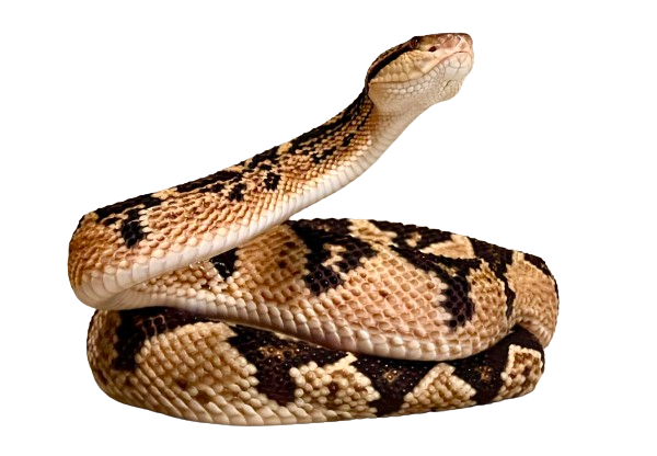 Lachesis mutus - Un secret al Homeopatiei | Farmacia Homeopată Thymus ...